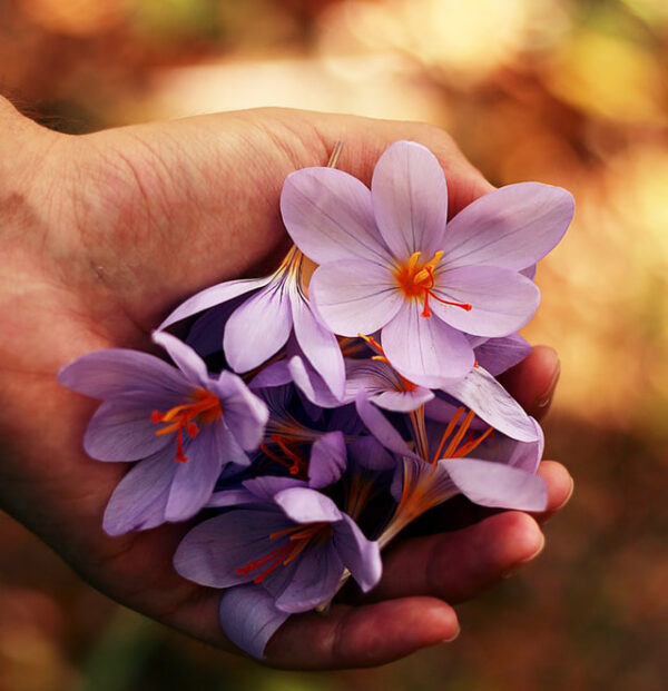 Home - Satir Pacific